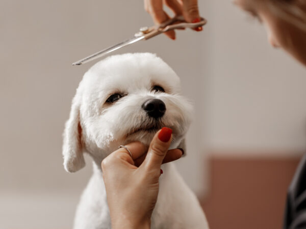 Services - Pretty Paws Pet Grooming