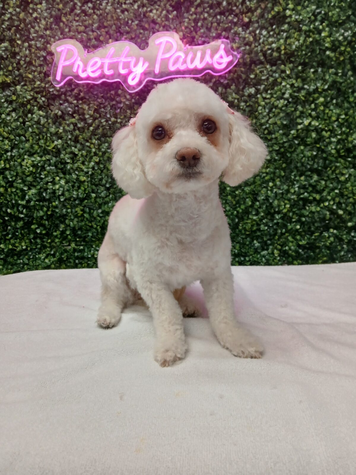 Services - Pretty Paws Pet Grooming