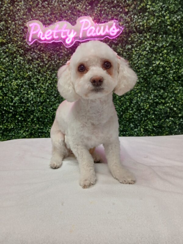 Services - Pretty Paws Pet Grooming